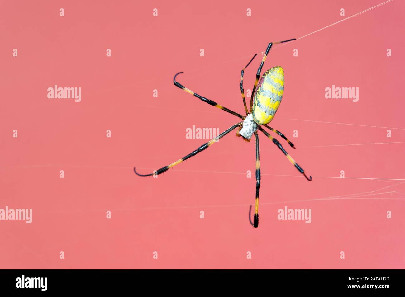 Beautiful close-up of Nephila clavata spider known in Japan as Joro ...