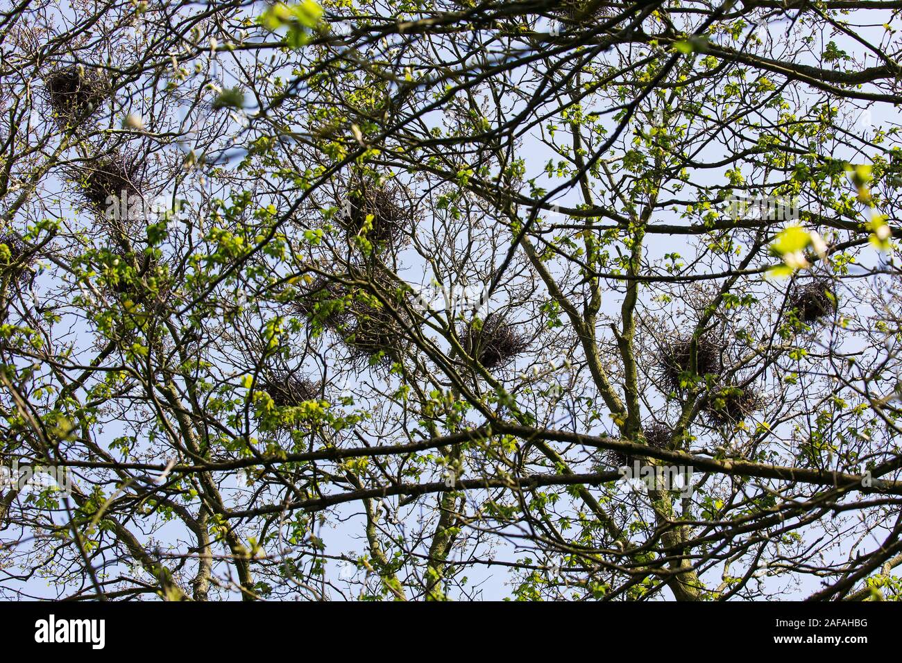 Rook in rookery hi-res stock photography and images - Alamy