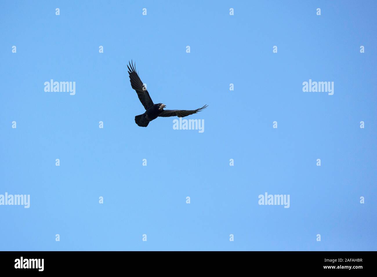 Rook Corvus frugilegus in flight, Ringwood, Hampshire, England, UK ...