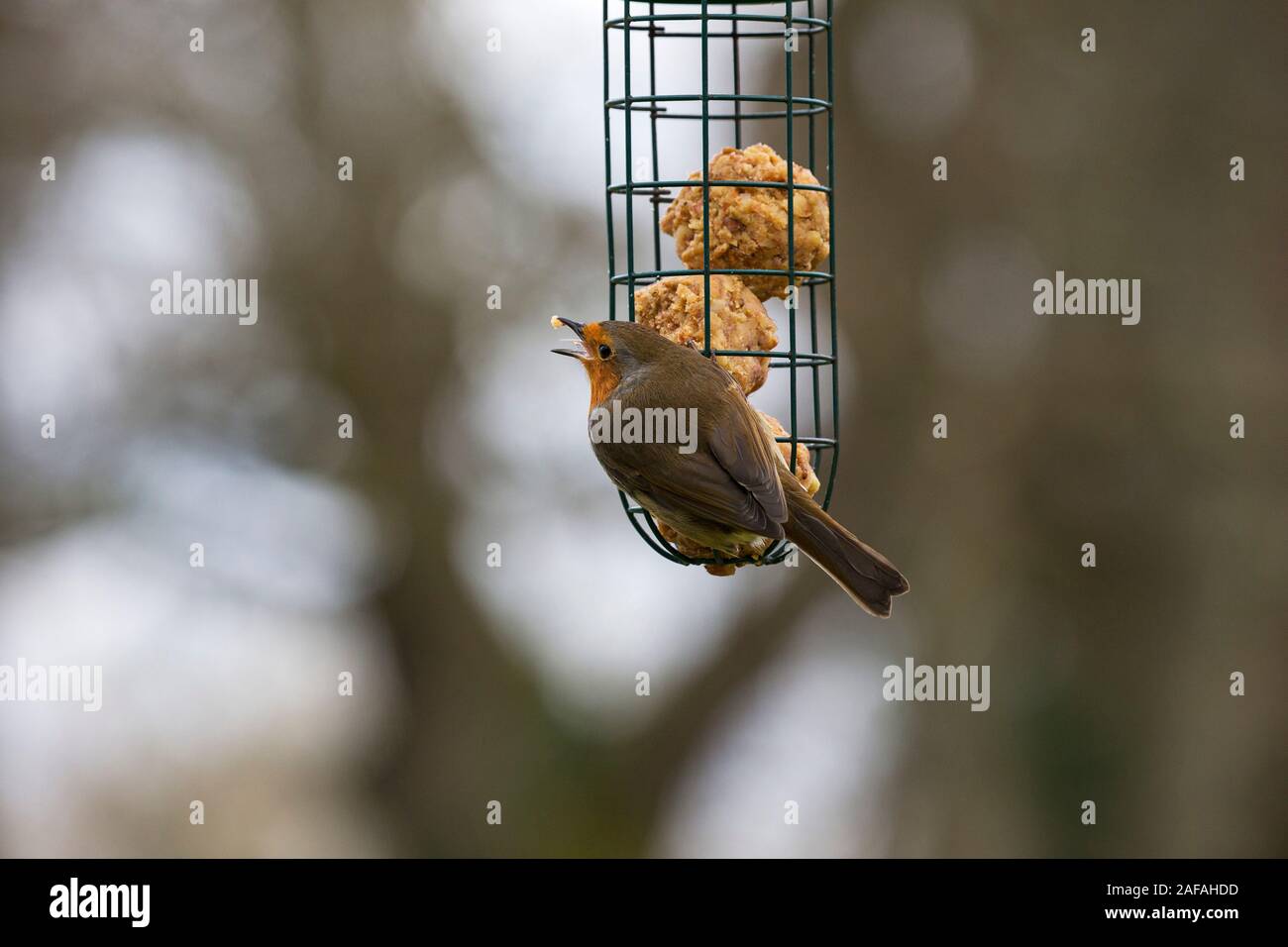 Female robin uk hi-res stock photography and images - Alamy