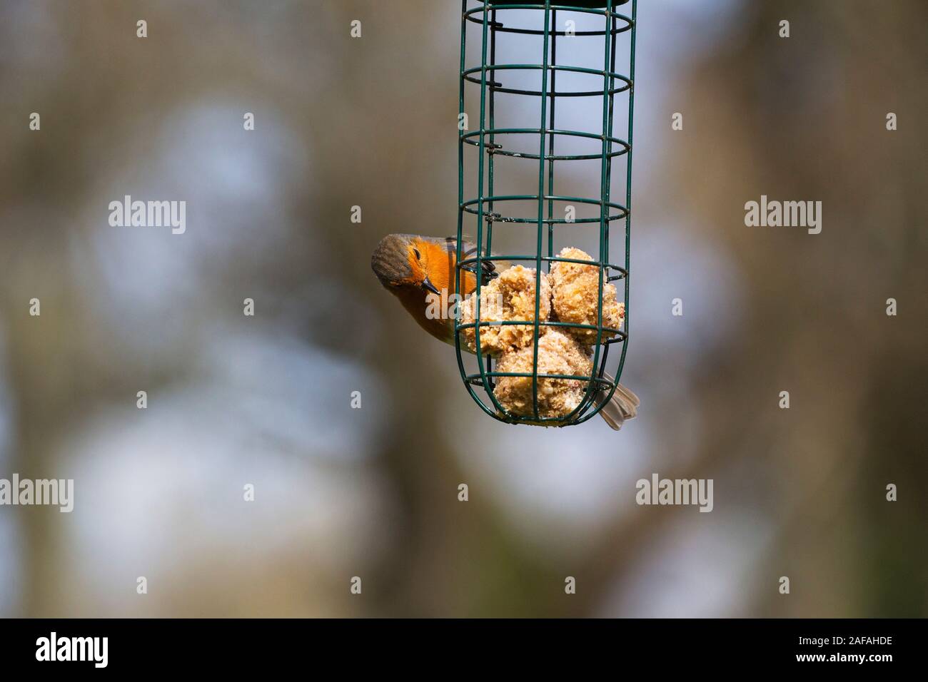 European robin Erithacus rubecula female feeding from a fat ball feeder ...