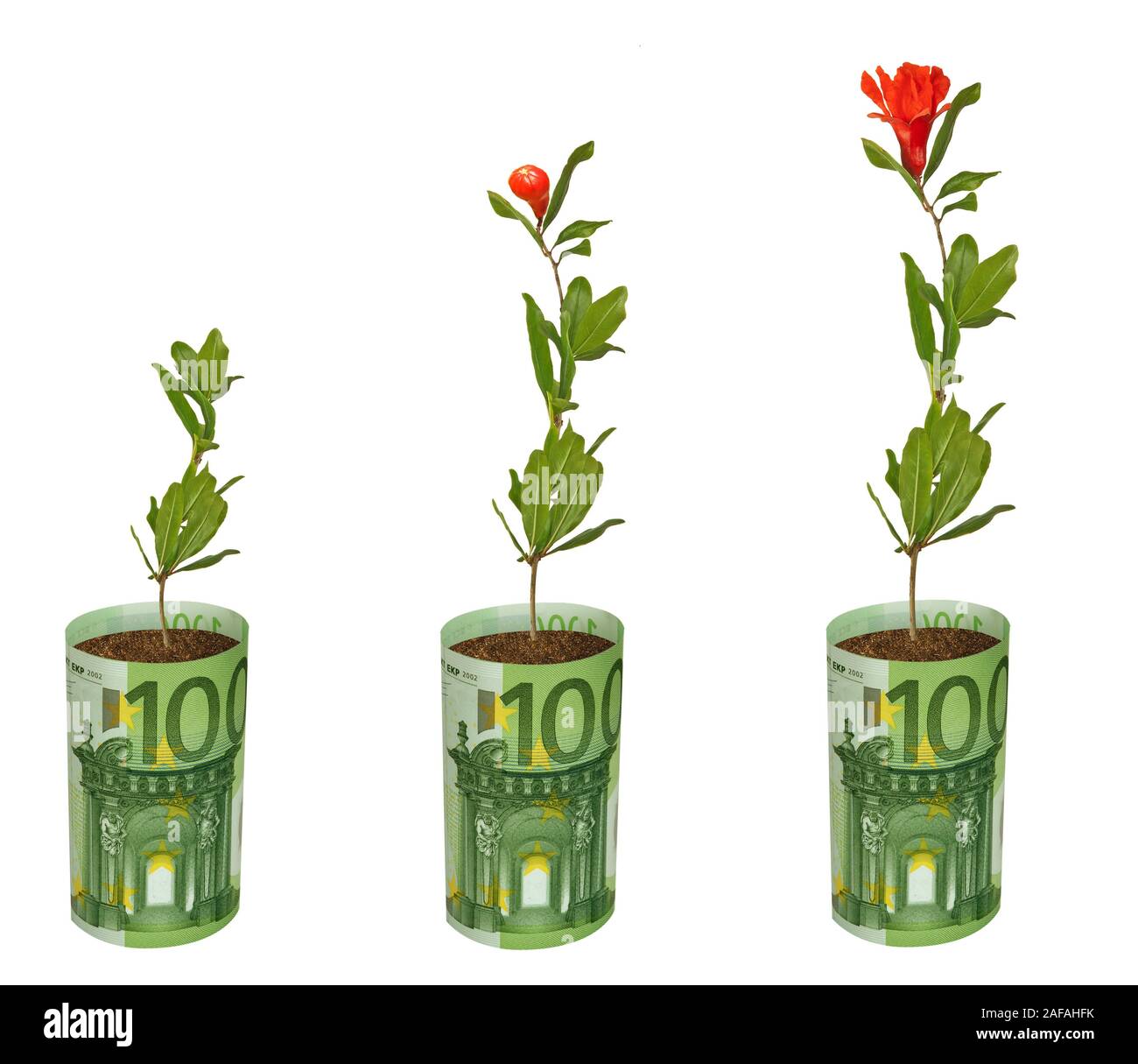 flower growing from euro banknotes Stock Photo - Alamy