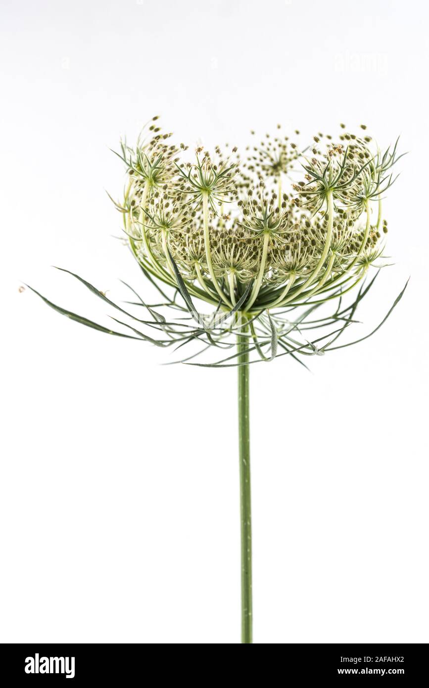 isolated flower of daucus carota Stock Photo - Alamy