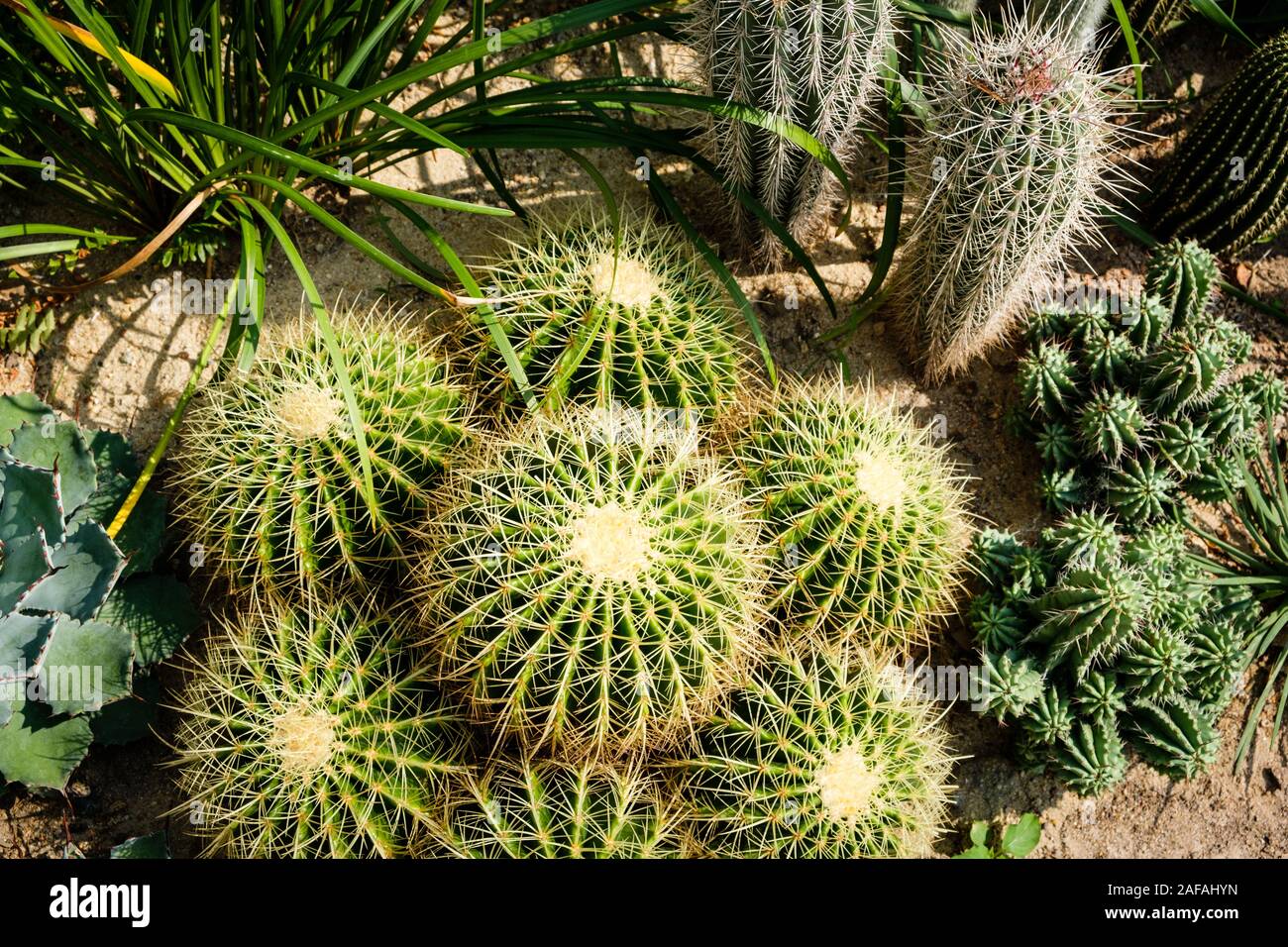 Beautiful cacti garden hi-res stock photography and images - Alamy