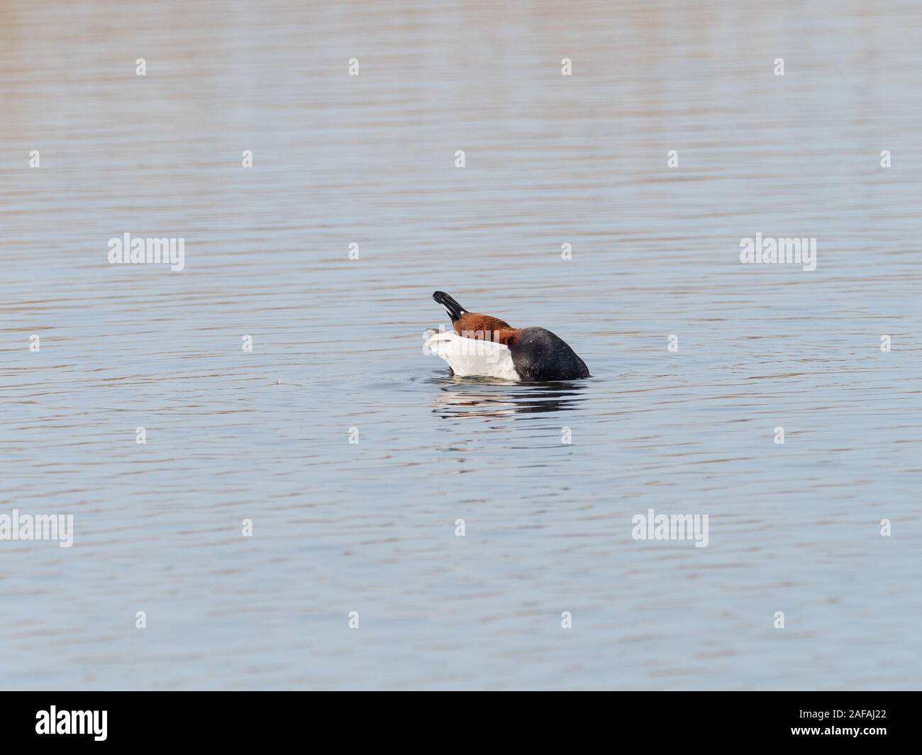 Spreading preen oil on its feathers hi-res stock photography and images ...