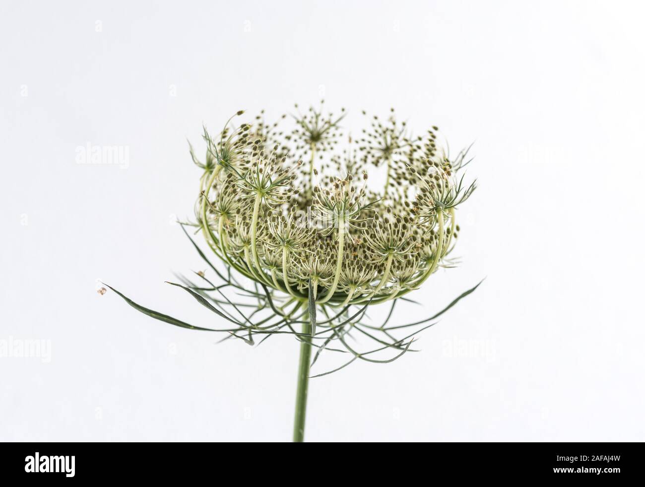 isolated flower of daucus carota Stock Photo - Alamy