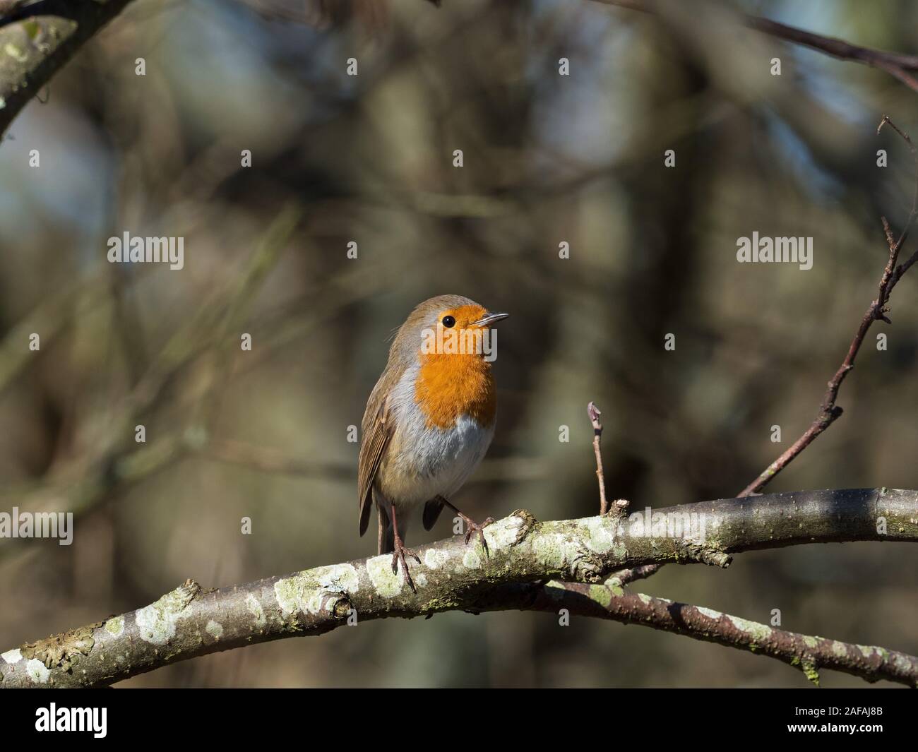 Erithacus rubecula spring 2019 hi-res stock photography and images - Alamy