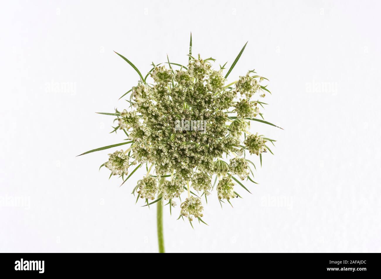 isolated flower of daucus carota Stock Photo - Alamy