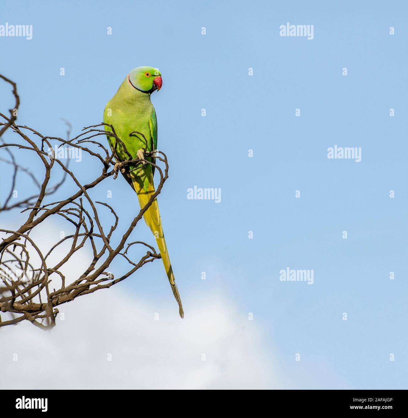 Israeli fauna hi-res stock photography and images - Alamy