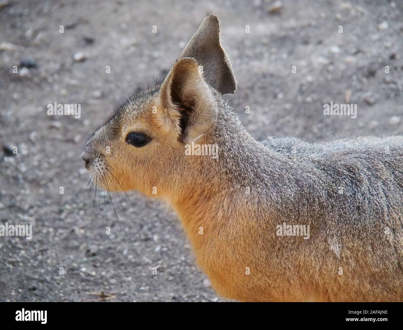 Patagonian hare / cavy / mara Side View Stock Photo - Alamy
