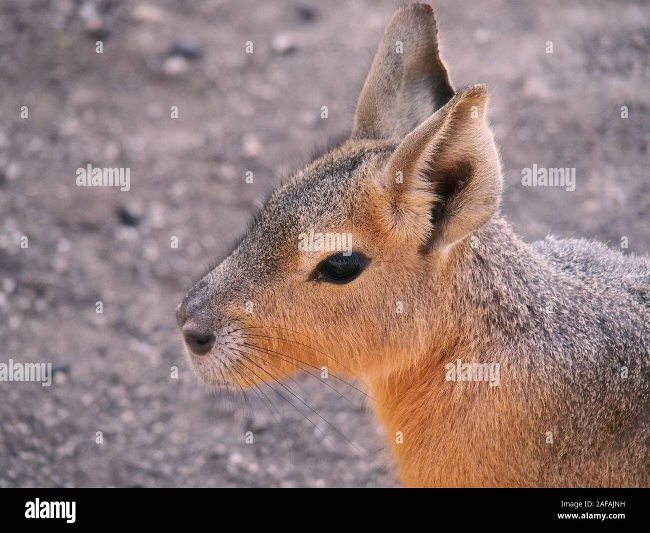Patagonian Mara Close-up View Stock Photo - Alamy