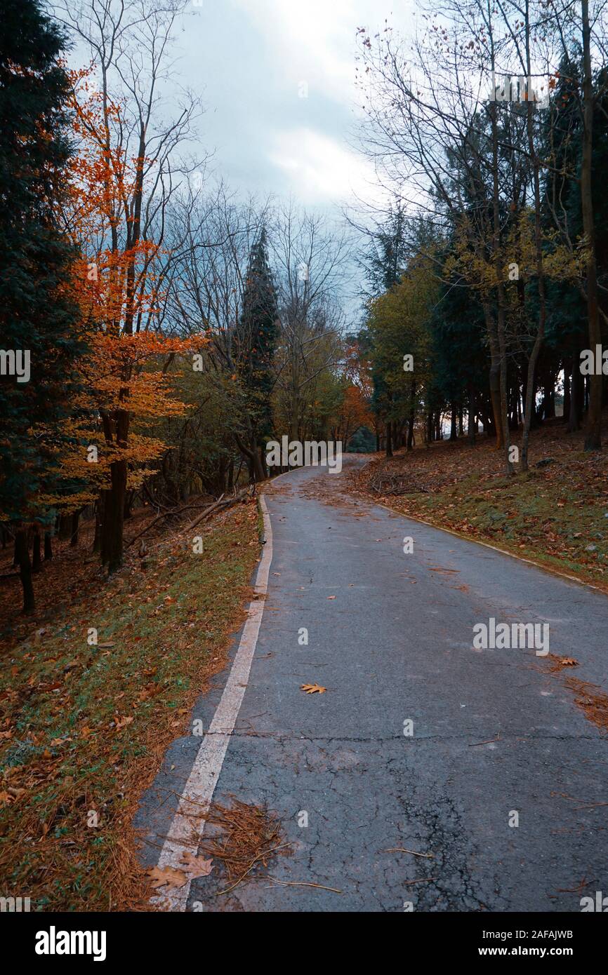 road with brown trees in autumn season, autumn colors in the nature ...