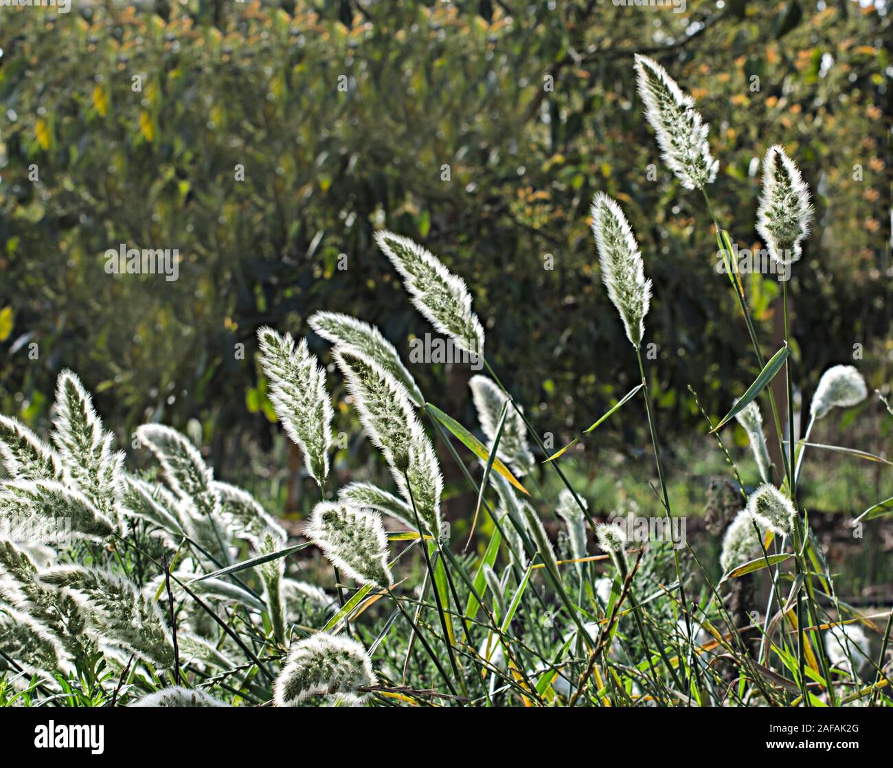 Grasses at spring Stock Photo - Alamy