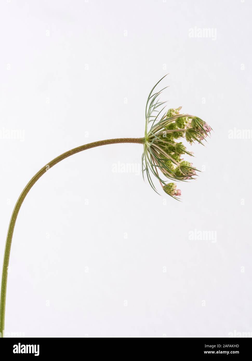 isolated flower of daucus carota Stock Photo - Alamy