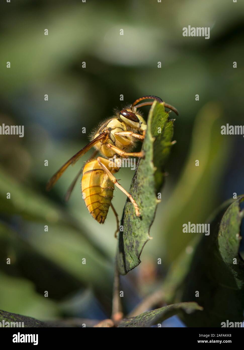 Black shield wasp, Vespa bicolor, native to south-eastern Asia, feeding ...
