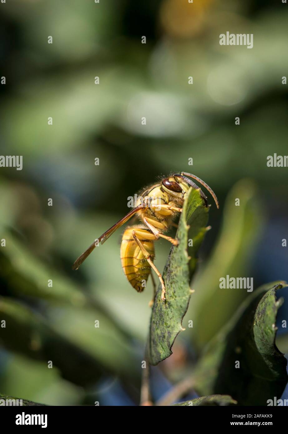 Black shield wasp, Vespa bicolor, native to south-eastern Asia, feeding ...