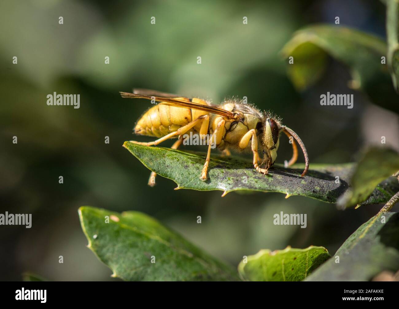 Black shield wasps hi-res stock photography and images - Alamy