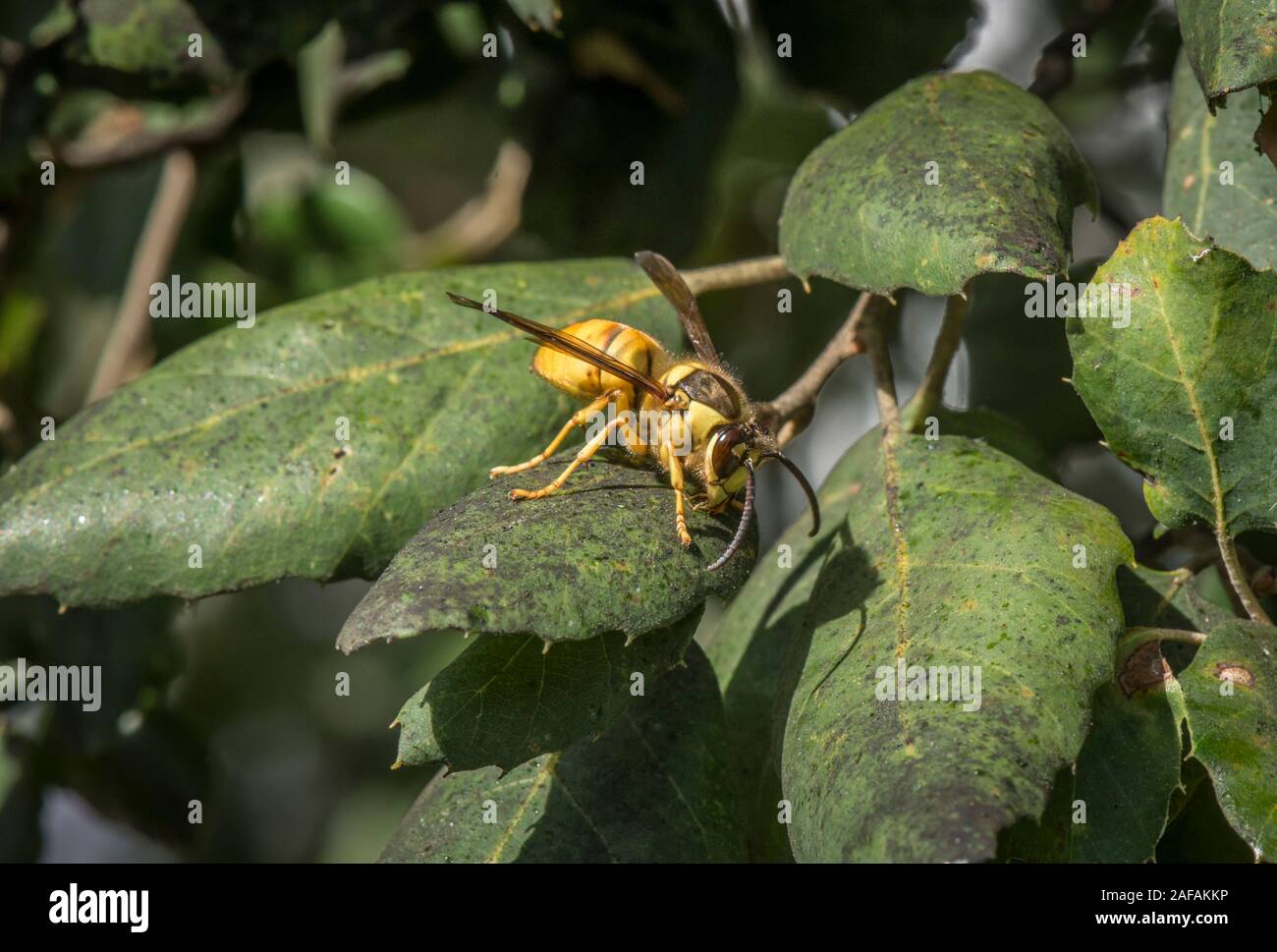 Black shield wasp, Vespa bicolor, native to south-eastern Asia, feeding ...