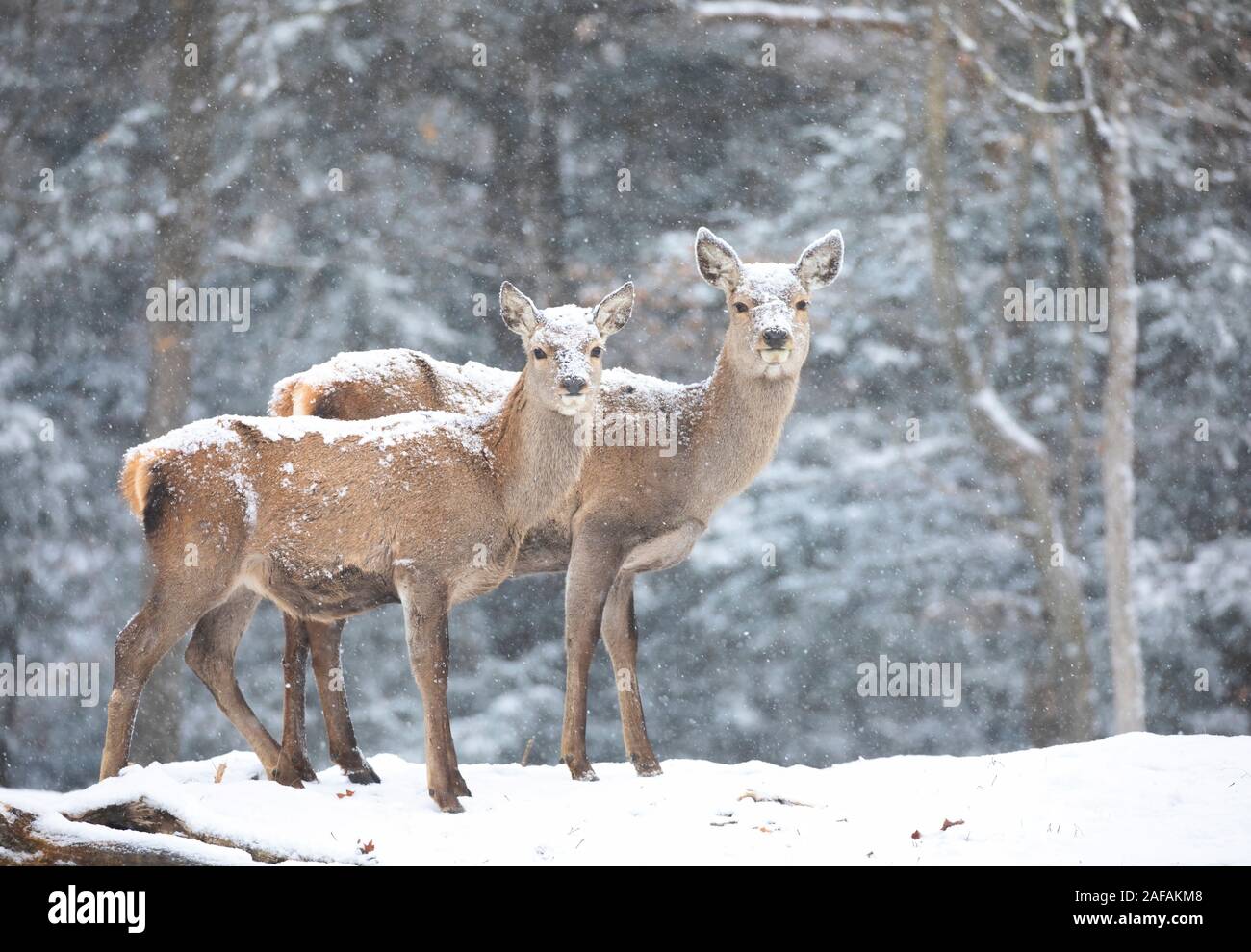 Red deer females standing in the falling snow in Canada Stock Photo - Alamy