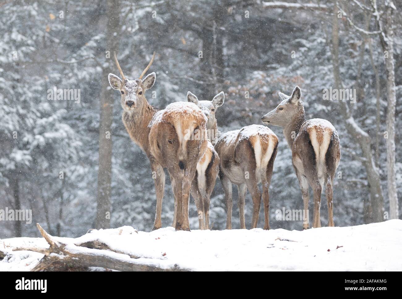 Red deer stag and does standing in the falling snow in Canada Stock ...
