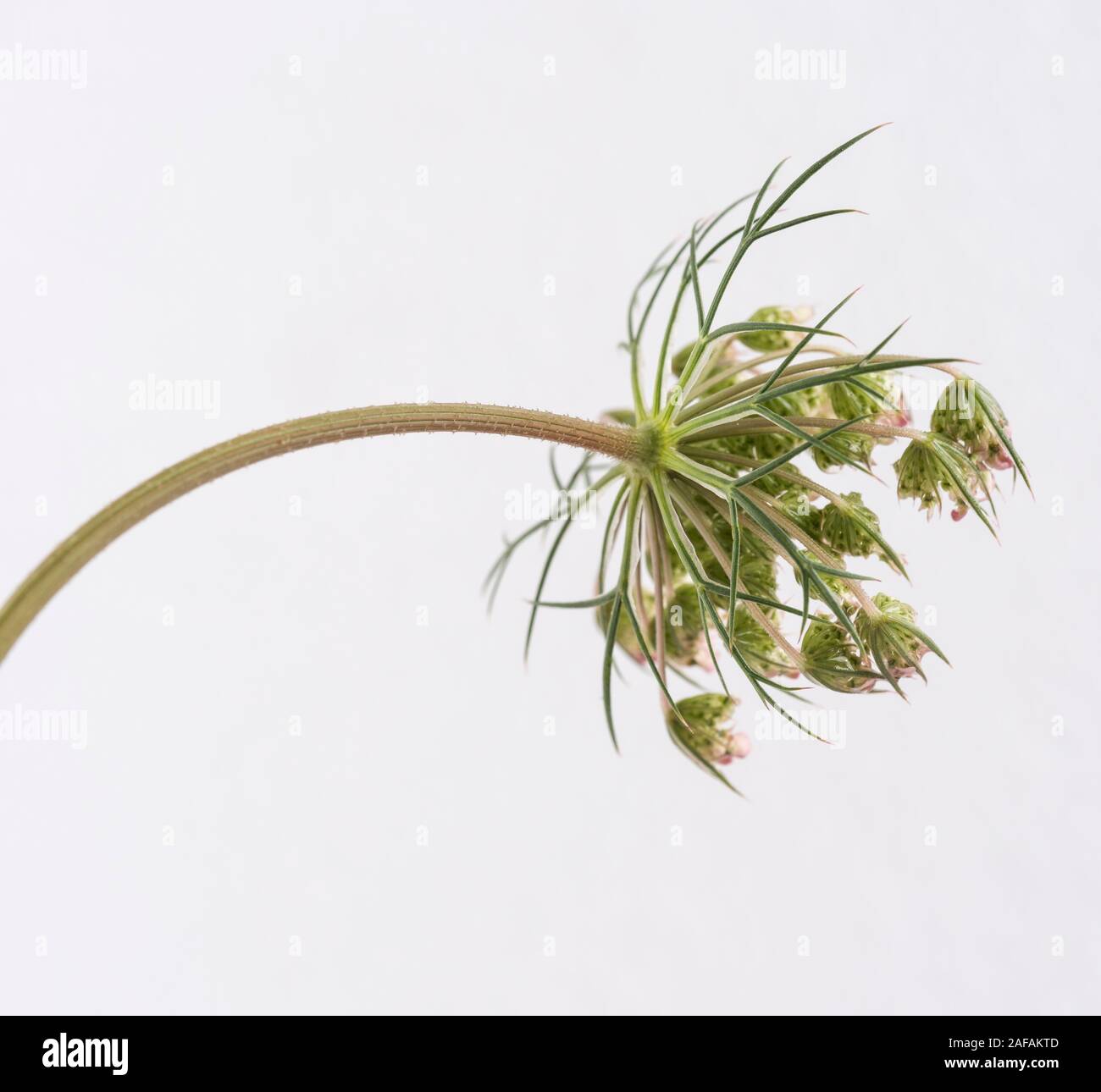 isolated flower of daucus carota Stock Photo - Alamy