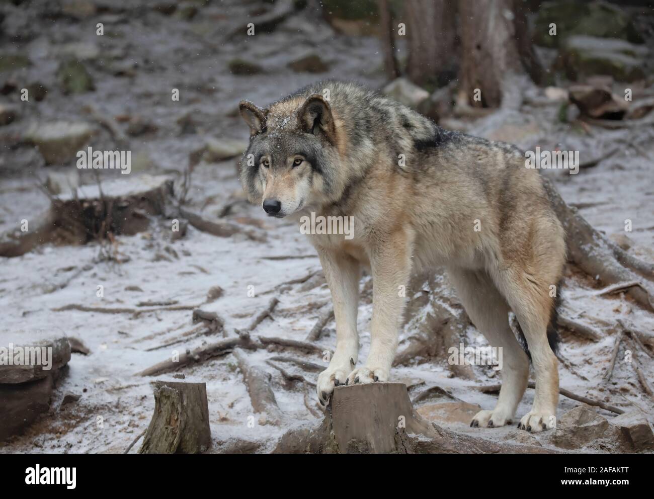 Grey wolf timber wolf hi-res stock photography and images - Alamy