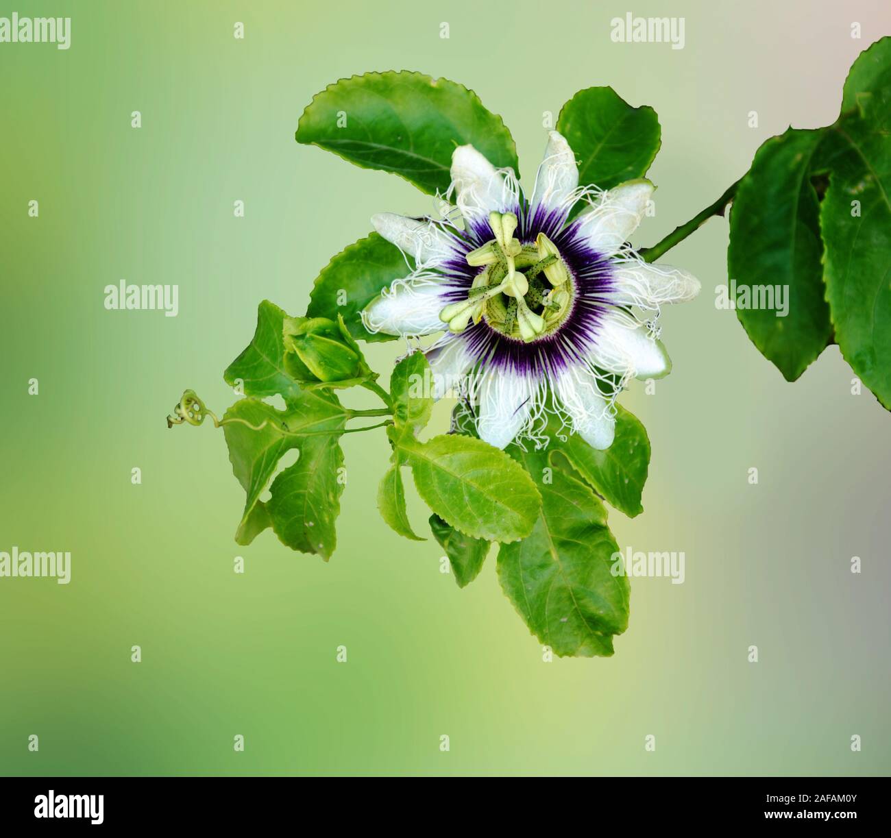True passionflower passiflora incarnata hi-res stock photography and ...