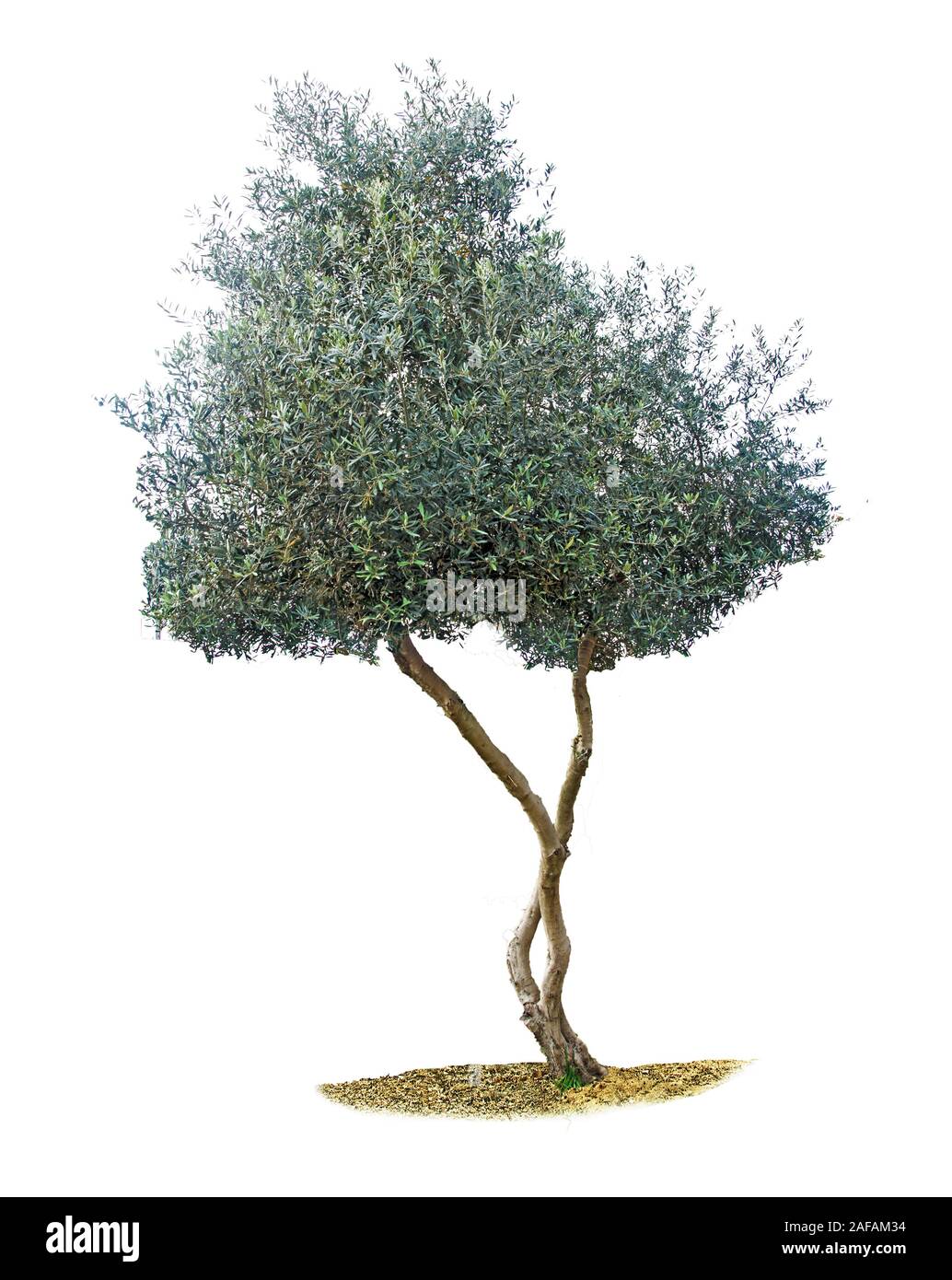 Olive tree on white background Stock Photo - Alamy