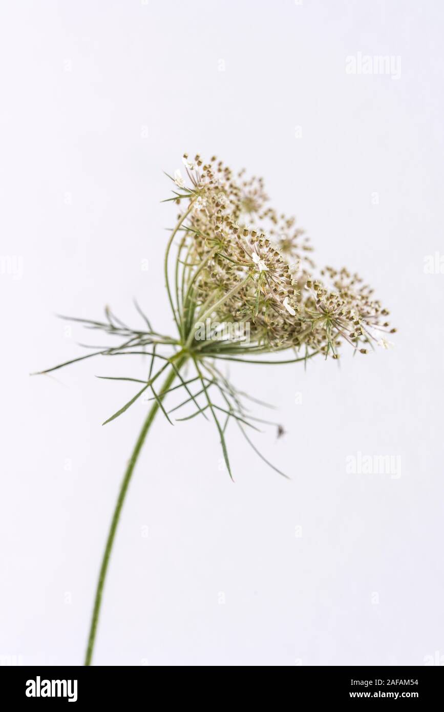isolated flower of daucus carota Stock Photo - Alamy