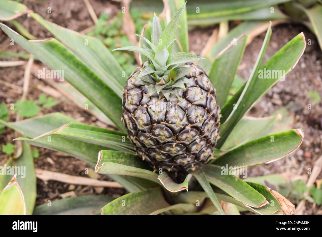 Growing ananas, pineapple plant close up Stock Photo - Alamy