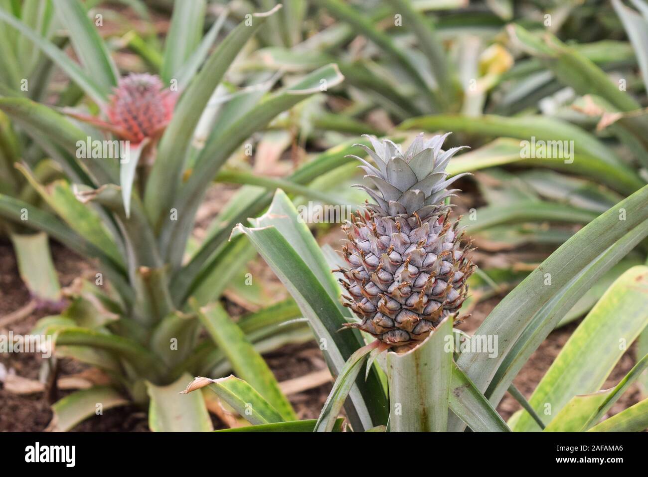 Growing ananas, pineapple plant close up Stock Photo - Alamy