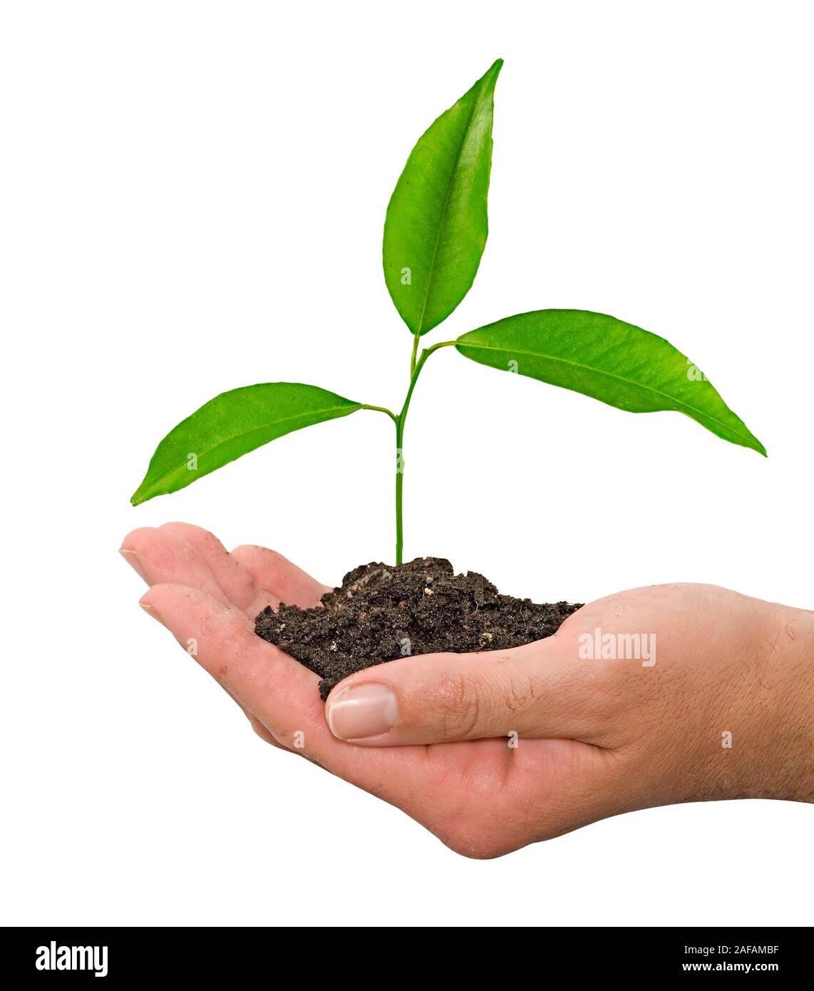 Sapling in hand Stock Photo - Alamy