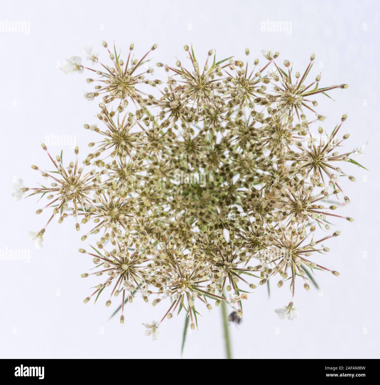 Persistent flower hi-res stock photography and images - Alamy