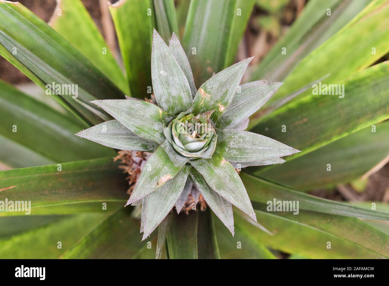 Growing ananas, pineapple plant close up Stock Photo - Alamy