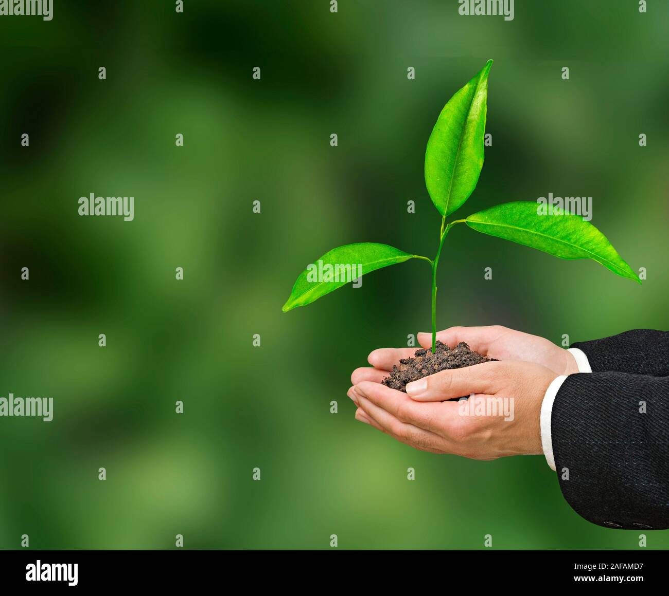 sapling in hands Stock Photo - Alamy