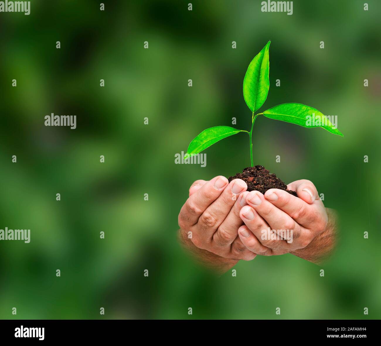 sapling in hands Stock Photo - Alamy