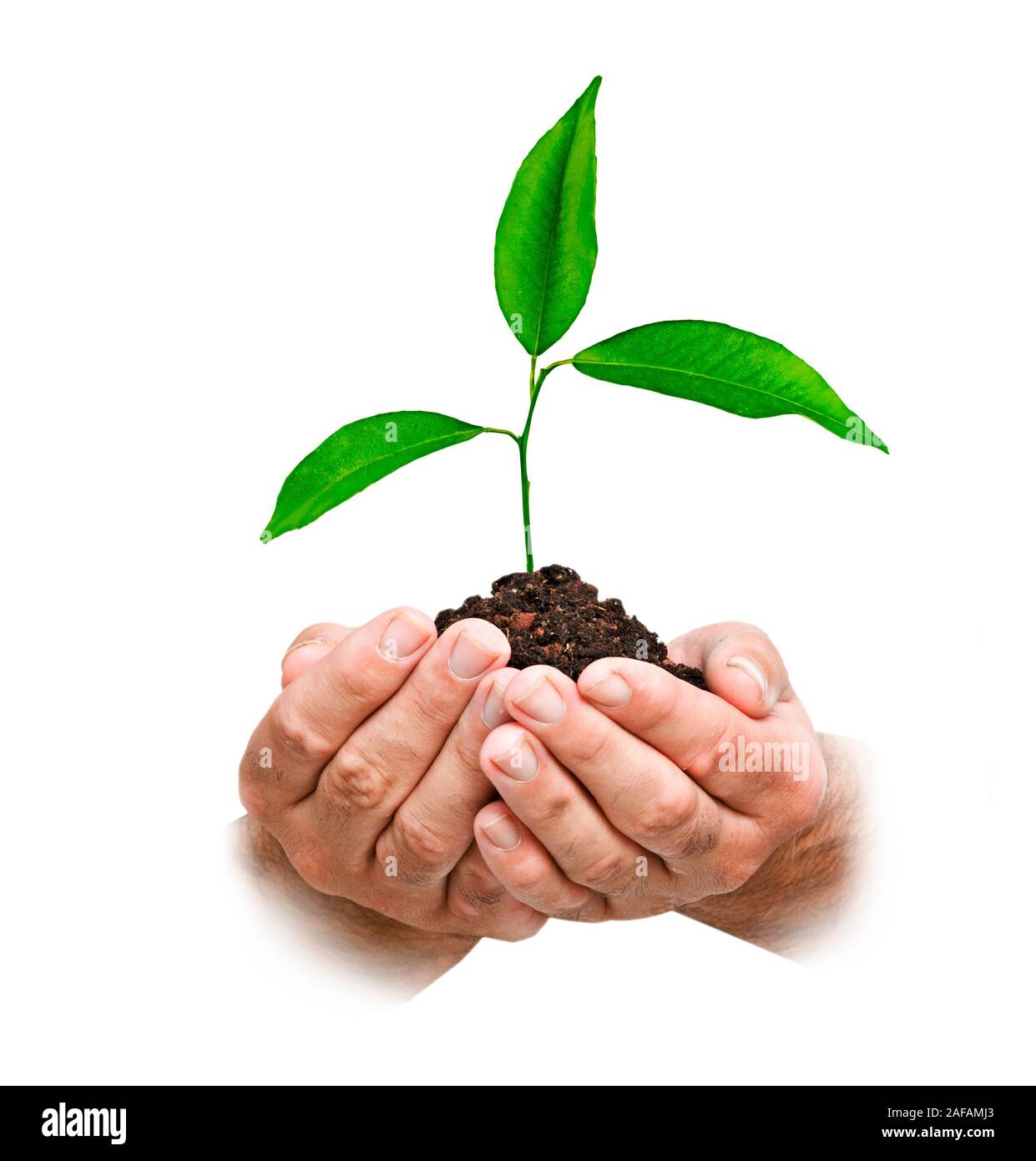 Sapling in hands Stock Photo - Alamy