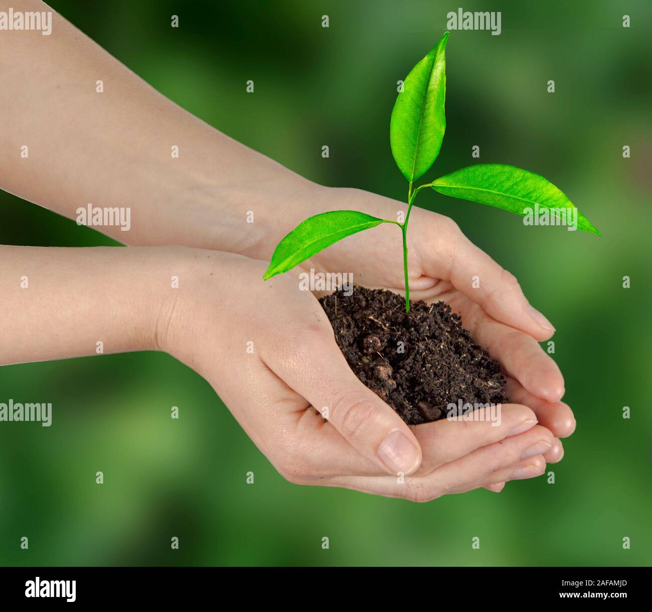 Sapling in hands Stock Photo - Alamy