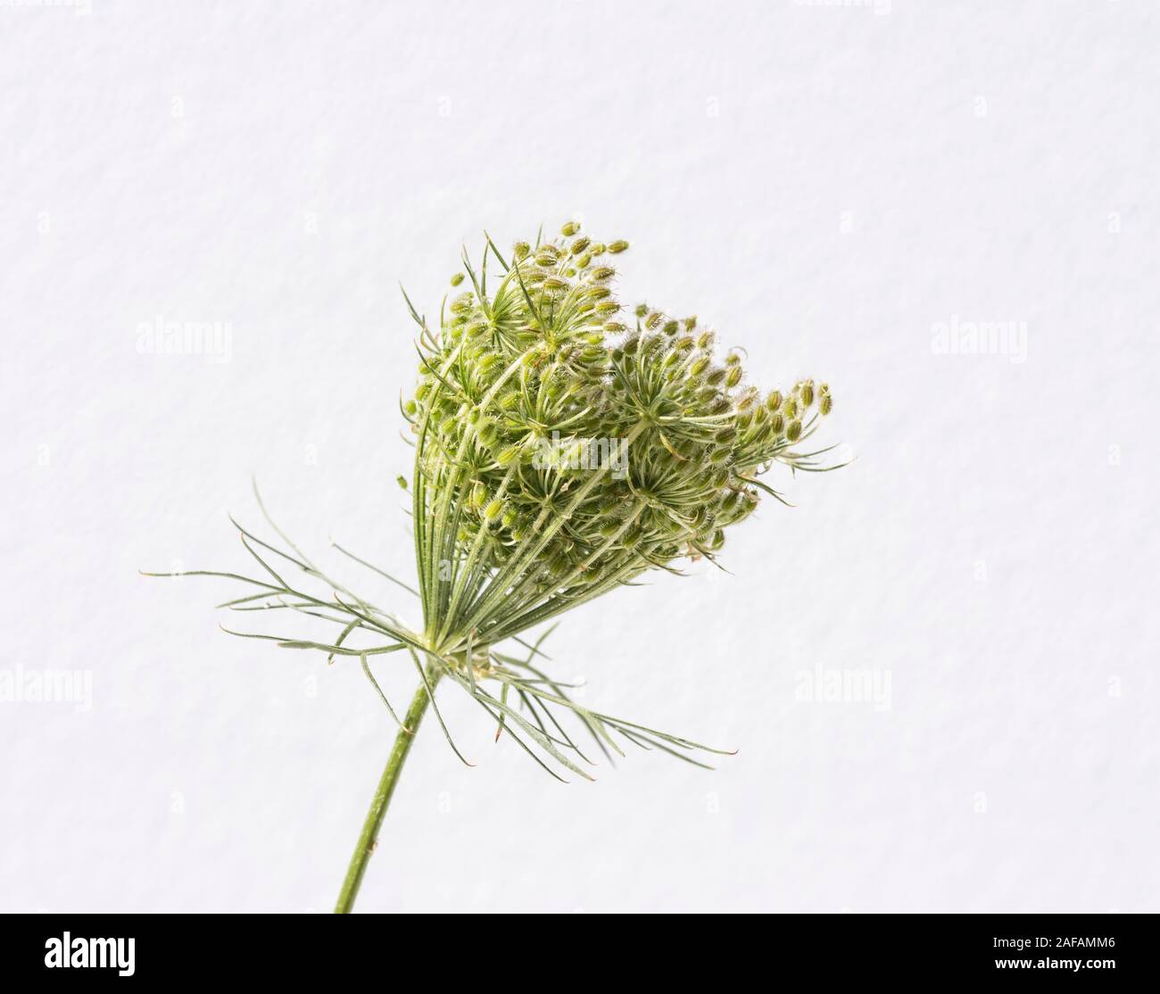 isolated flower of daucus carota Stock Photo - Alamy