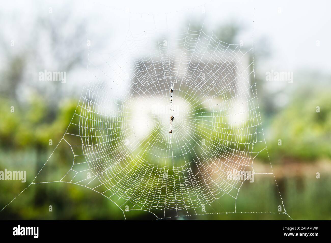 Spider web against the blurred country house on a background in summer ...
