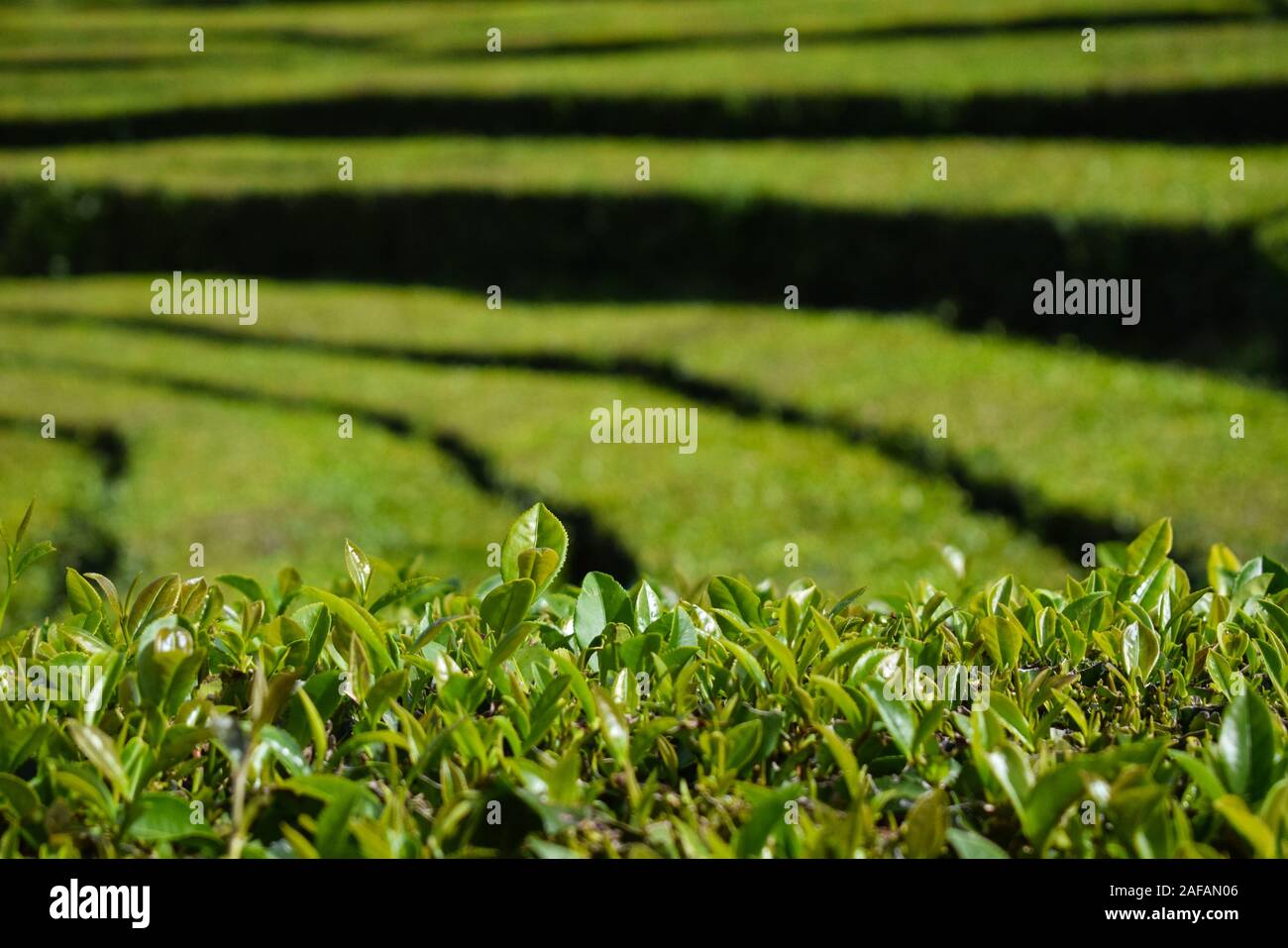 Tea leaves, tea plantation in Portugal, Azorean iselands Stock Photo ...