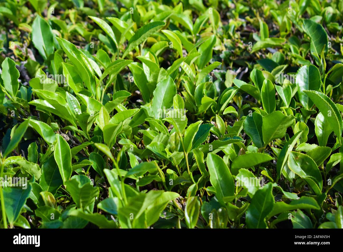 Tea leaves, tea plantation in Portugal, Azorean iselands Stock Photo ...