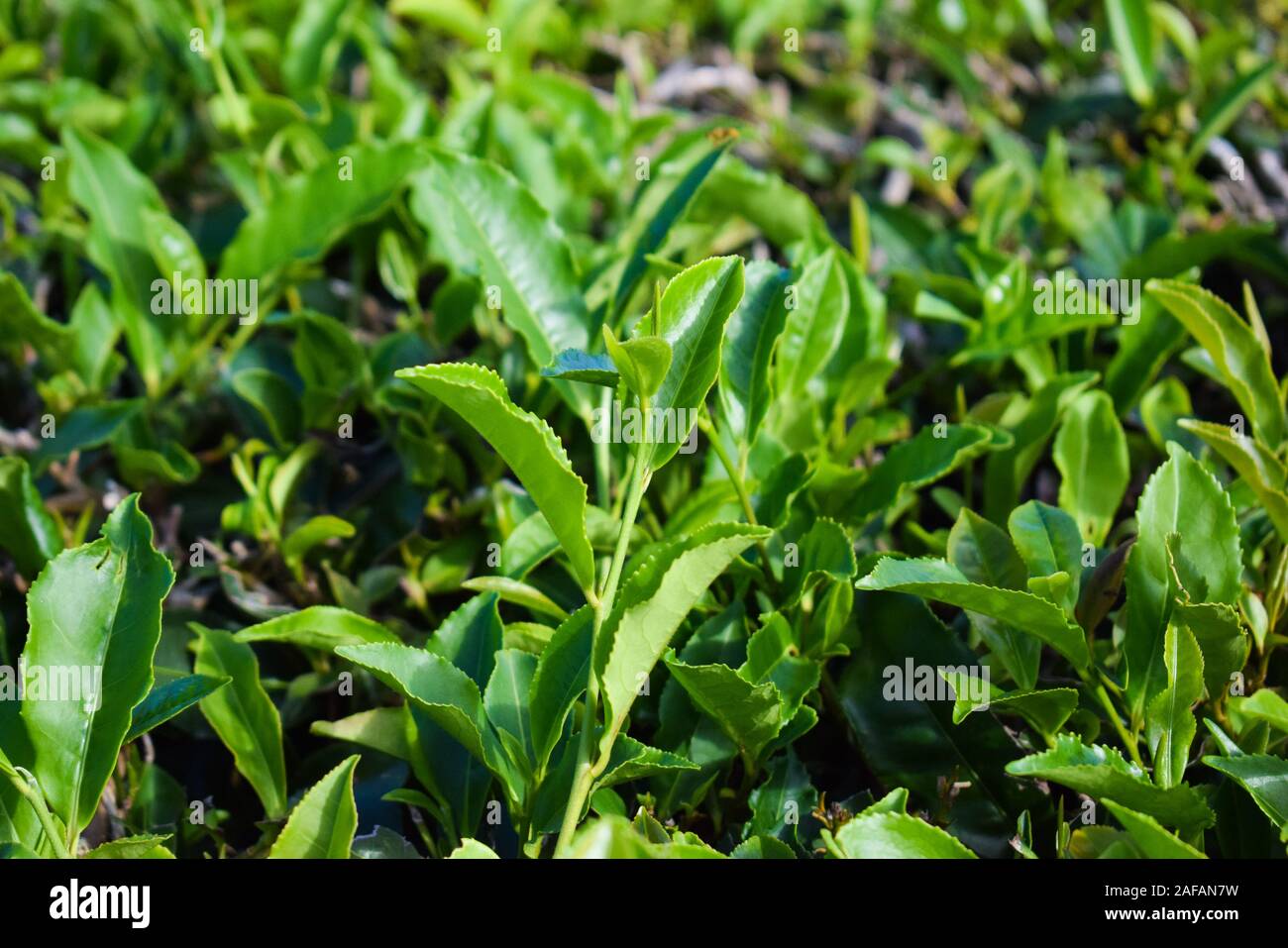 Tea leaves, tea plantation in Portugal, Azorean iselands Stock Photo ...