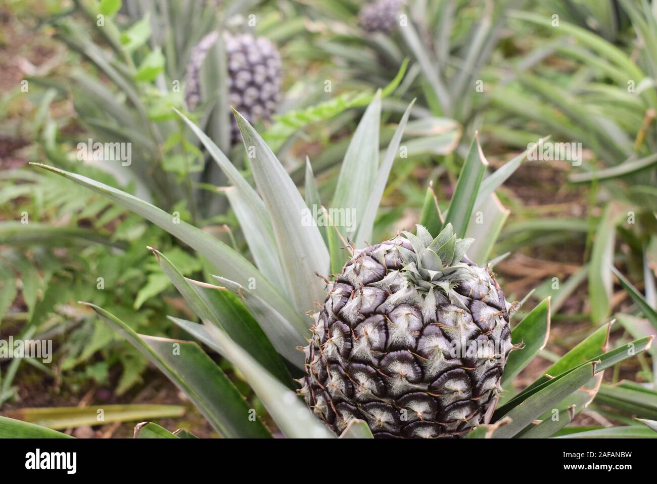 Growing ananas, pineapple plant close up Stock Photo - Alamy