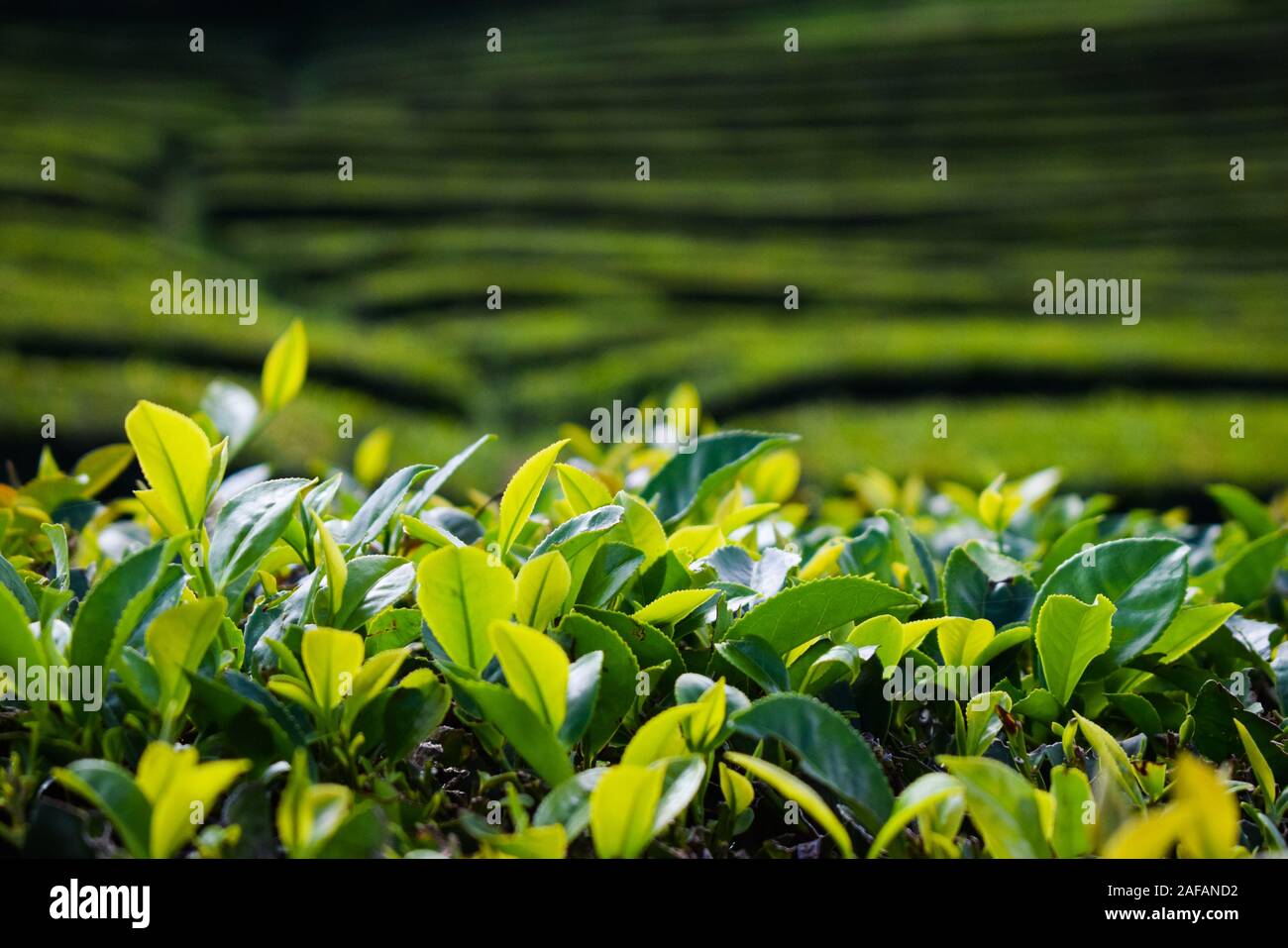 Tea leaves, tea plantation in Portugal, Azorean iselands Stock Photo ...