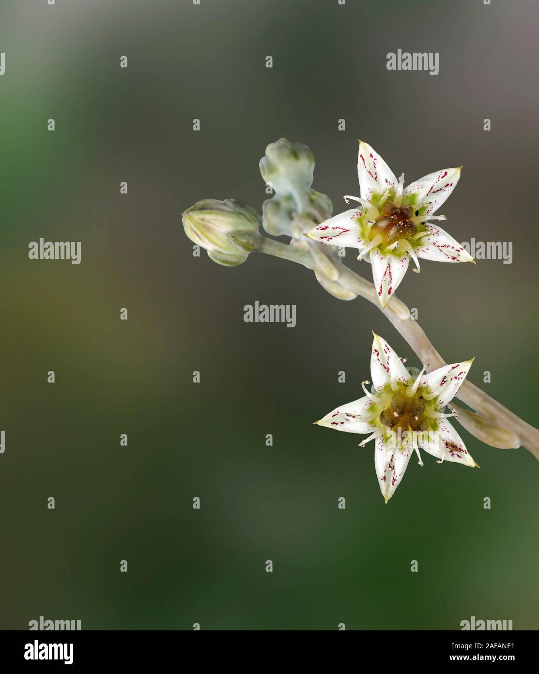 flowers of Hen and Chicks plant Stock Photo - Alamy