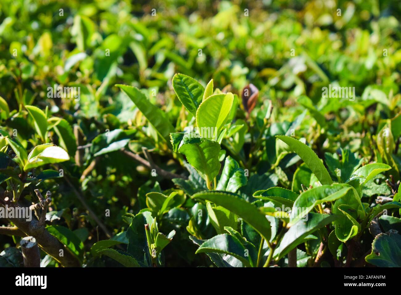 Tea leaves, tea plantation in Portugal, Azorean iselands Stock Photo ...