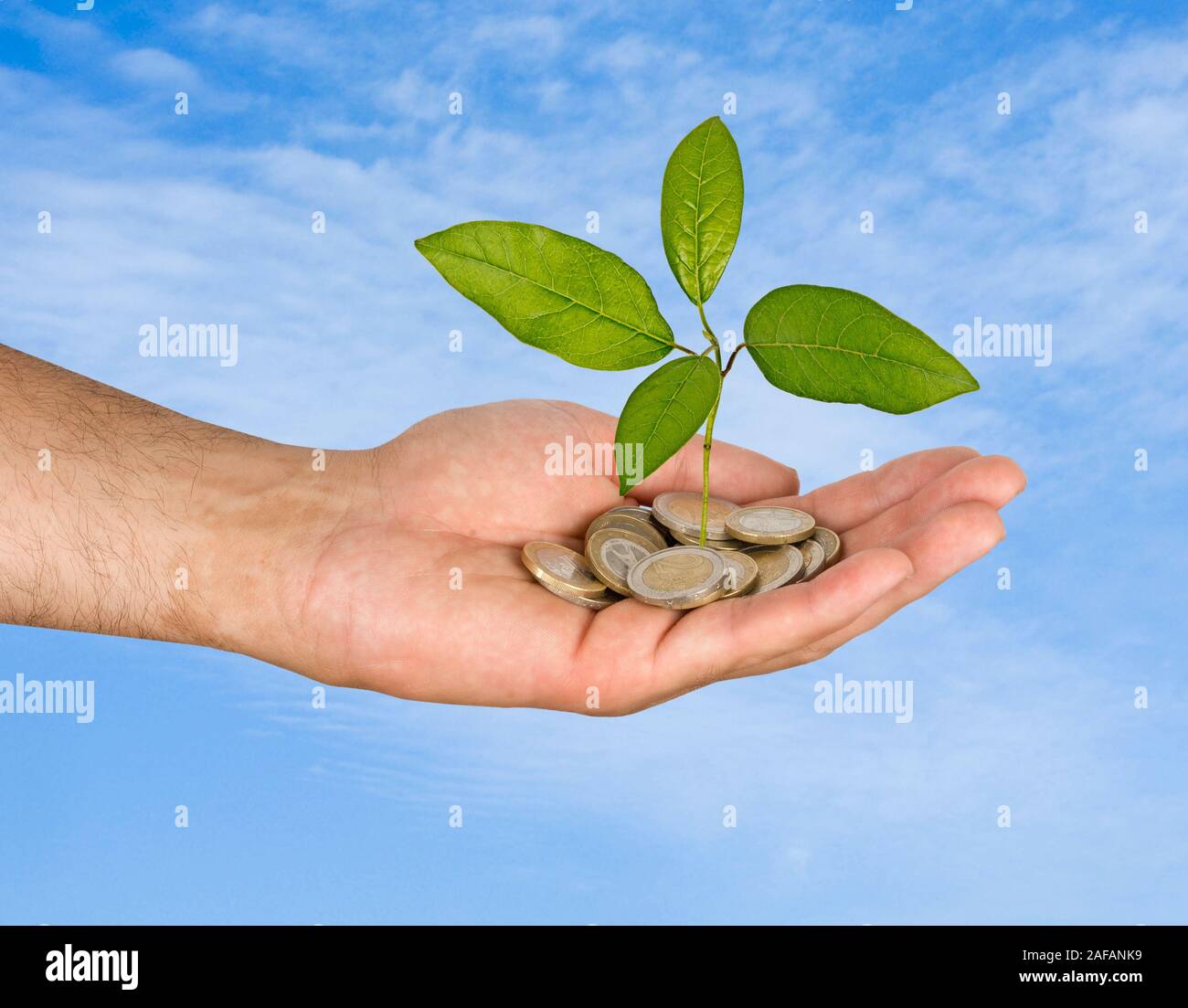 Sapling in hand Stock Photo - Alamy