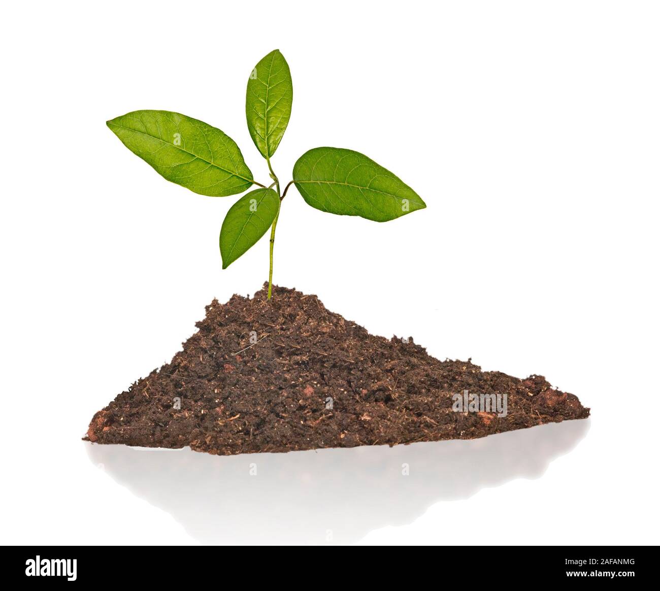 sapling growing from soil Stock Photo - Alamy
