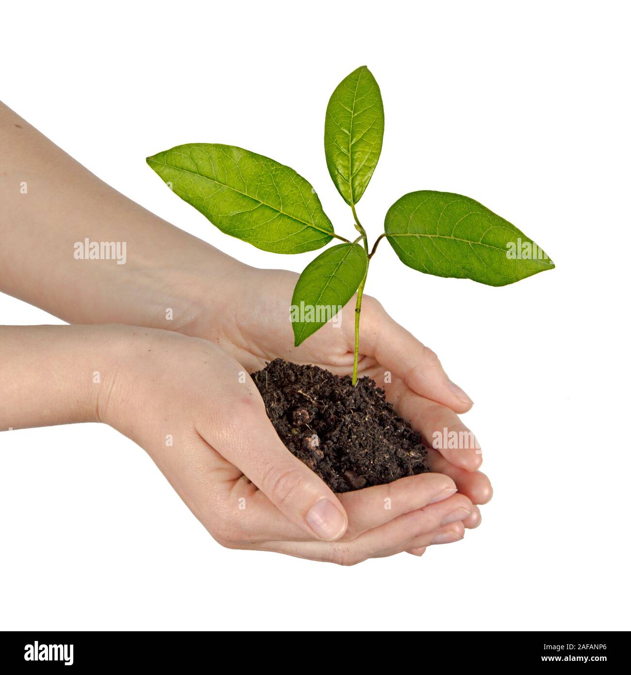 sapling in hands Stock Photo - Alamy